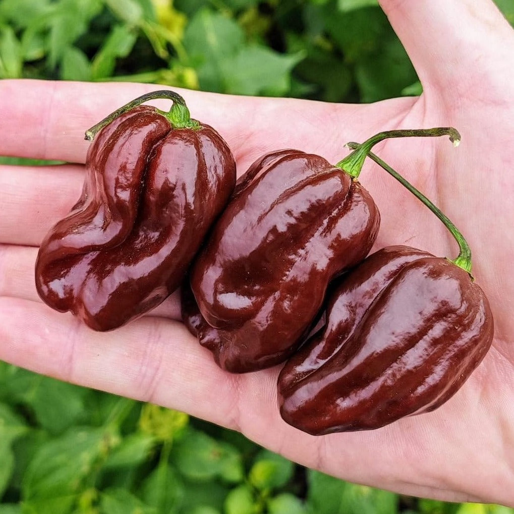 Past Box: Chocolate Chillies, Orange Peppers, Rosemary – POT GANG