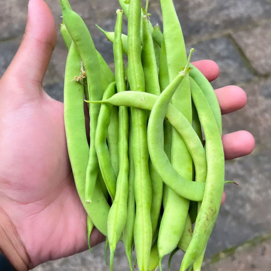 Big Veg: Green Beans – POT GANG