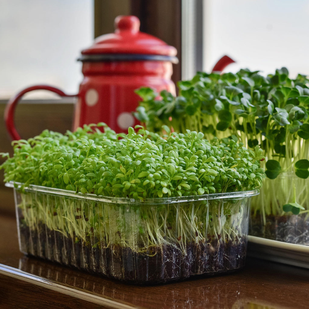 Gardening Subscription Boxes | POT GANG