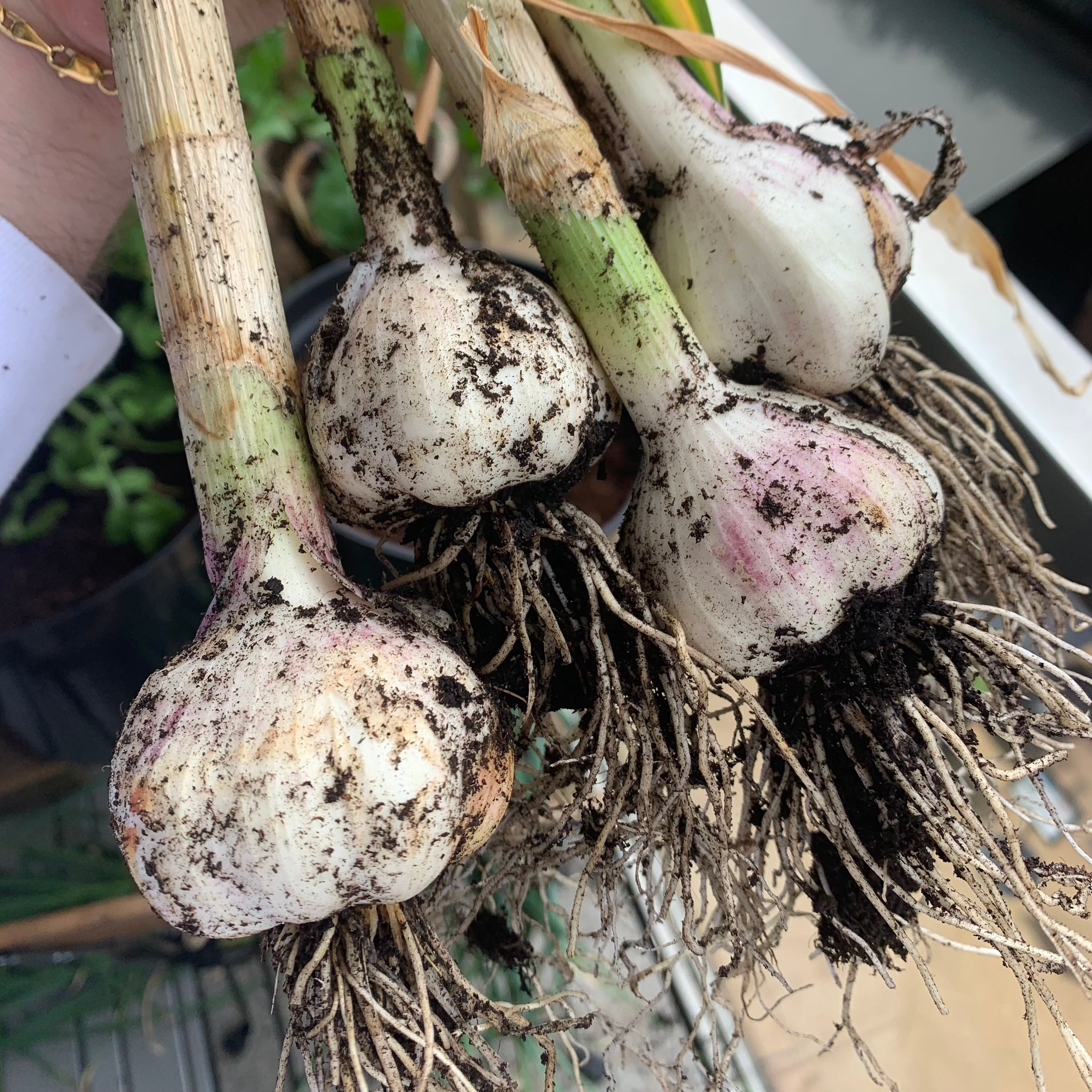 Pot Gang | Grow-Your-Own Box – POT GANG