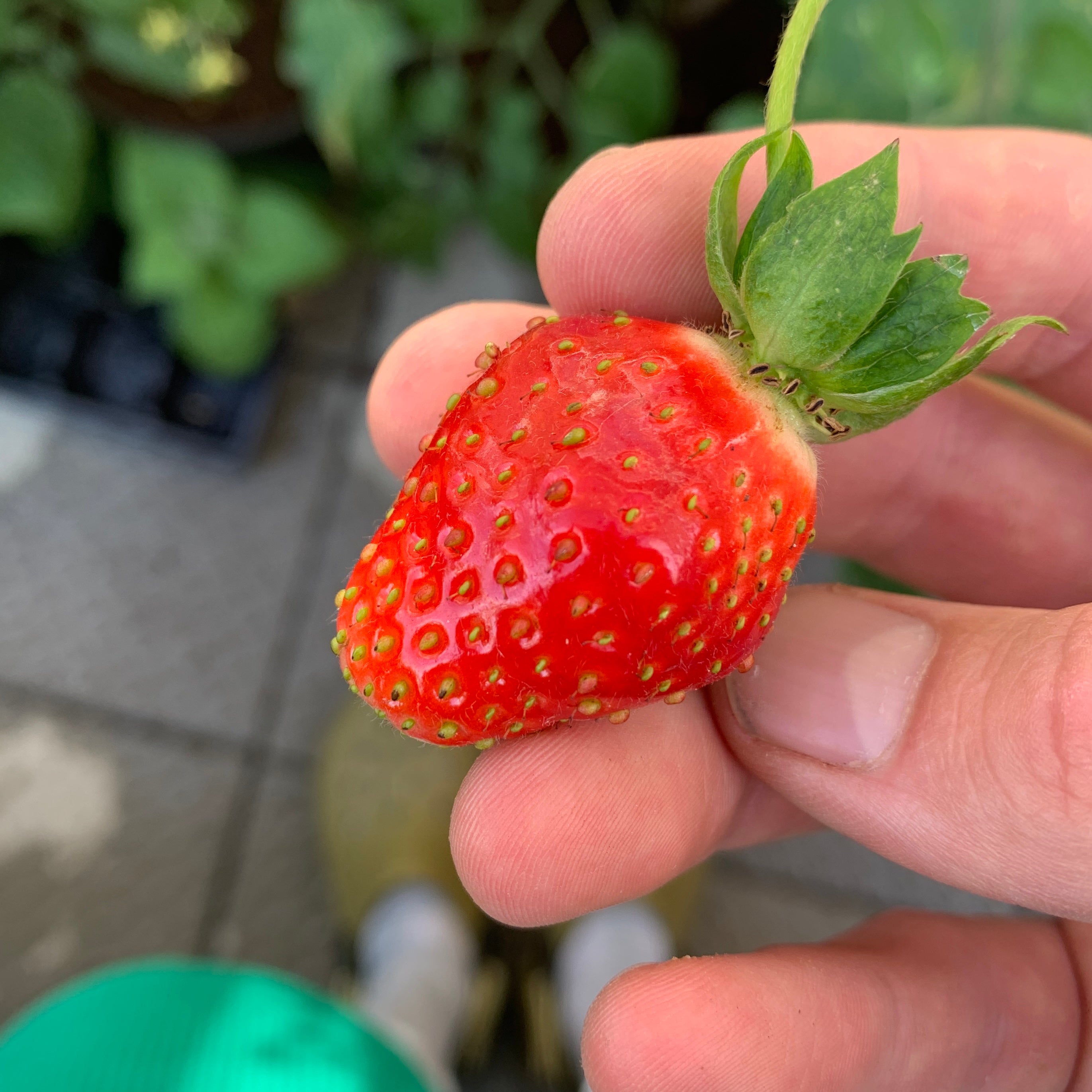 Pot Gang | Gardening Gift Subscription Box – POT GANG