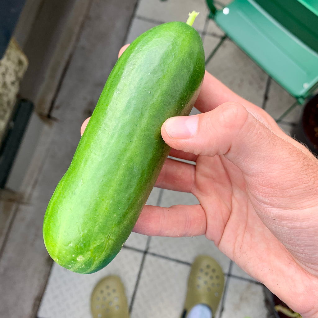 Pot Gang | Gardening Gift Subscription Box – POT GANG