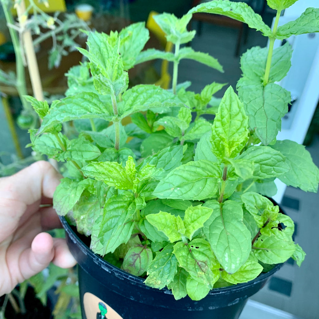 Gardening Subscription Boxes | POT GANG