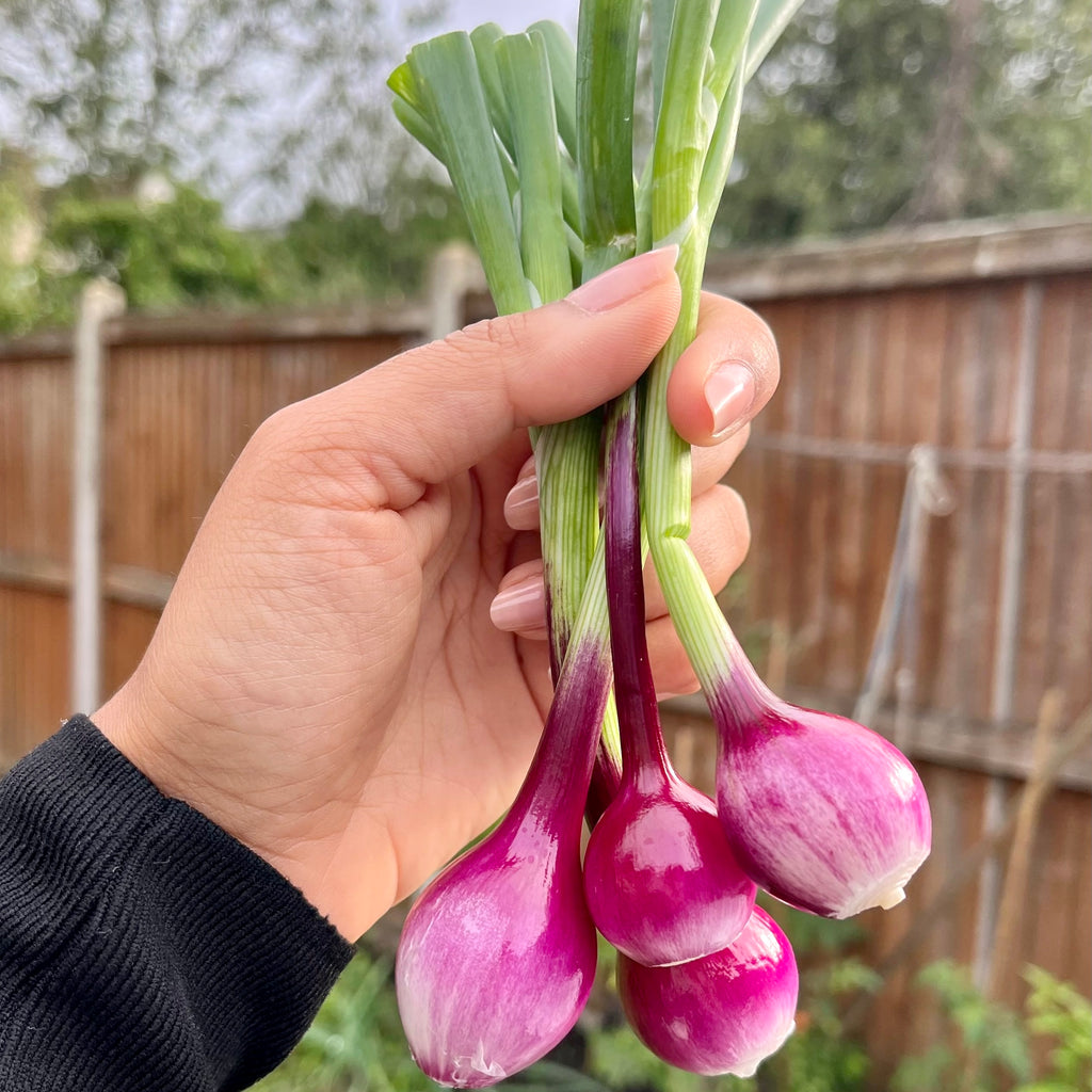 Pot Gang | Grow-Your-Own Box – POT GANG