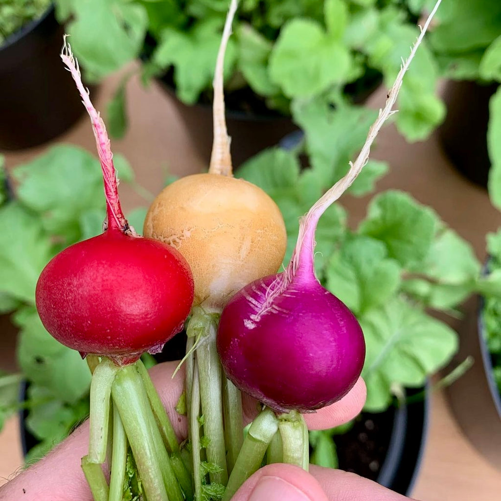 Gardening Subscription Boxes | POT GANG