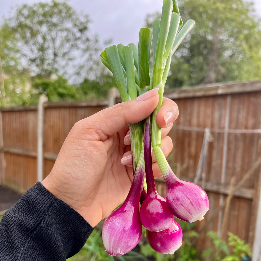 Gardening Subscription Boxes | POT GANG