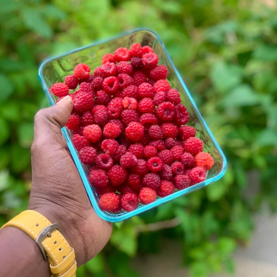 Fruit Bush: Raspberry – POT GANG