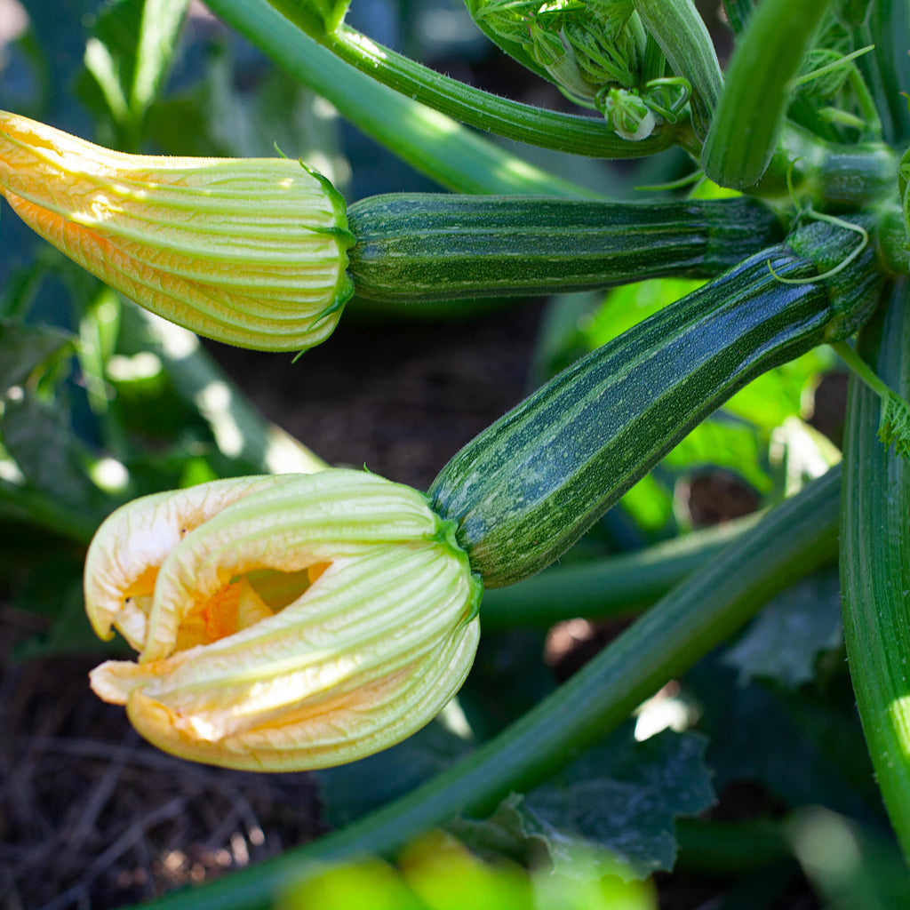 Pot Gang | Gardening Gift Subscription Box – POT GANG