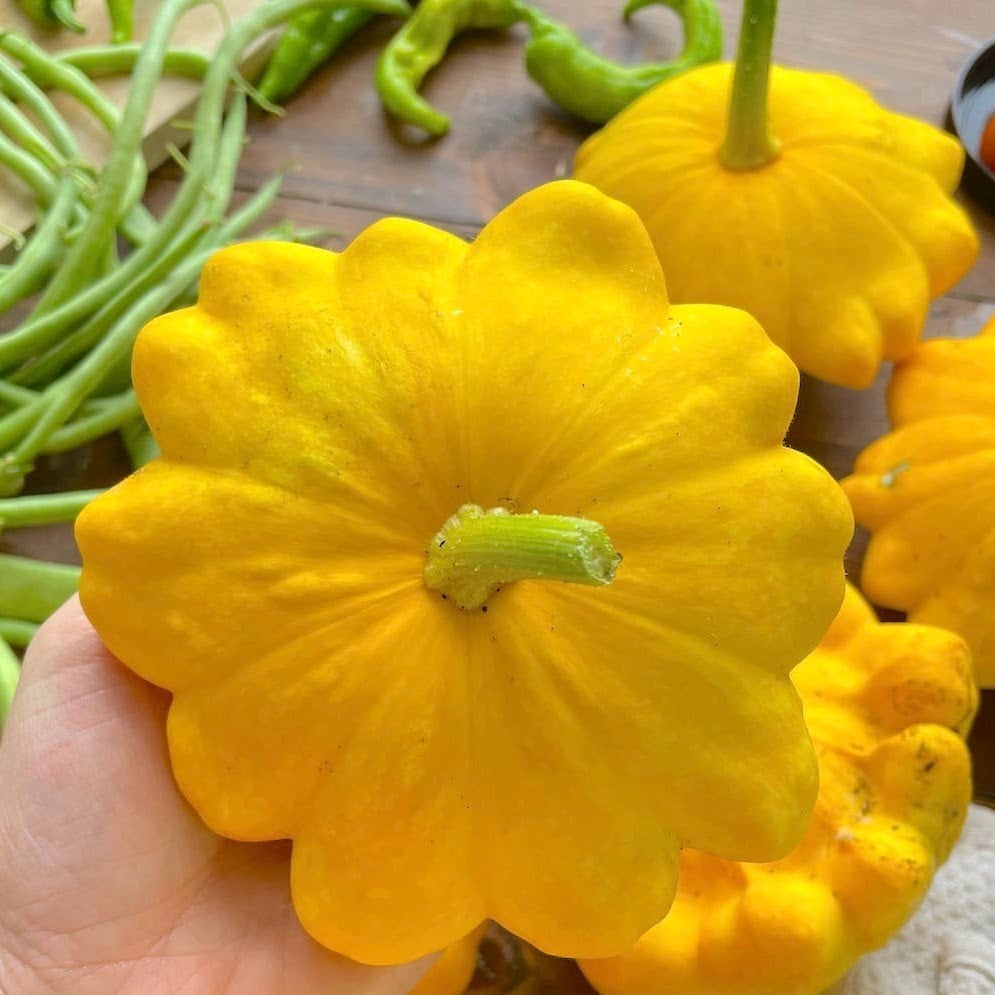 June Box: Sunburst Squash, Courgettes, Spring Onions + Saucers – POT GANG