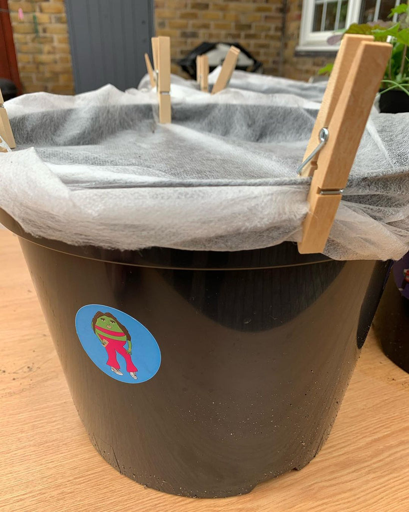 Pot Gang | Grow-Your-Own Box – POT GANG