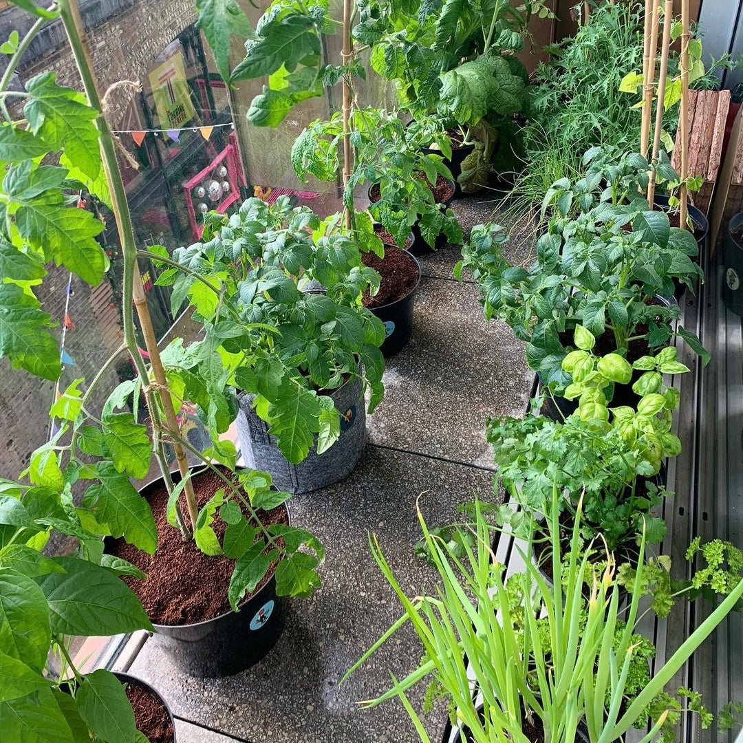 Pot Gang | Grow-Your-Own Box – POT GANG